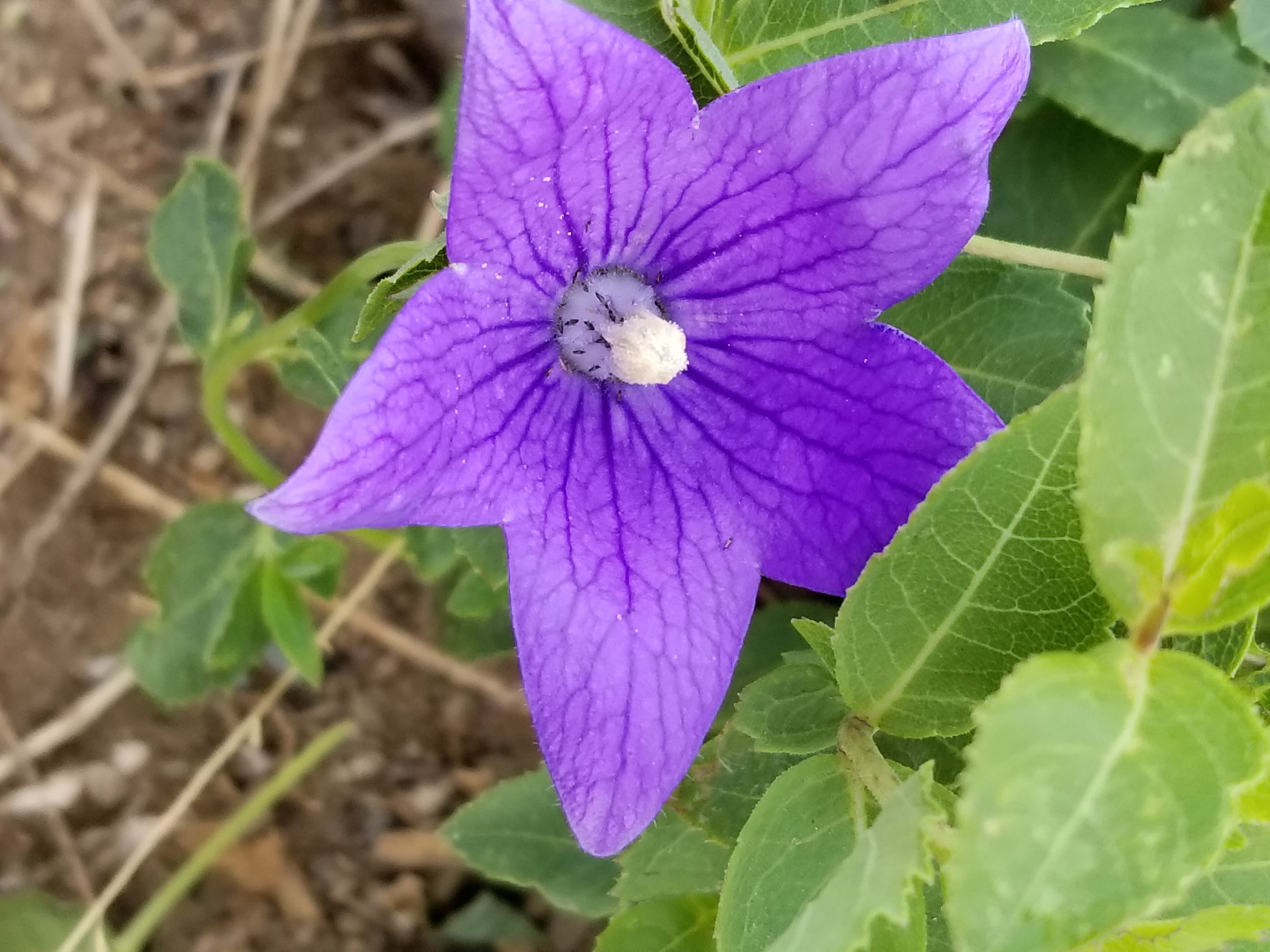 Flower of the day: Asian bellflower root flower. October 13, 2018 ...