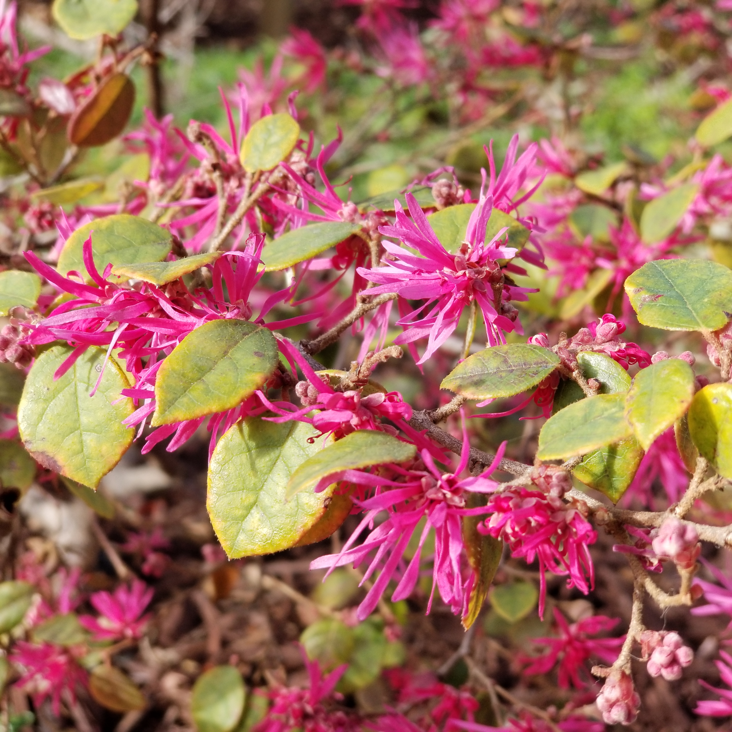 Flower of the day: January 26, 2121. Flower shrubs – sing like wildflowers