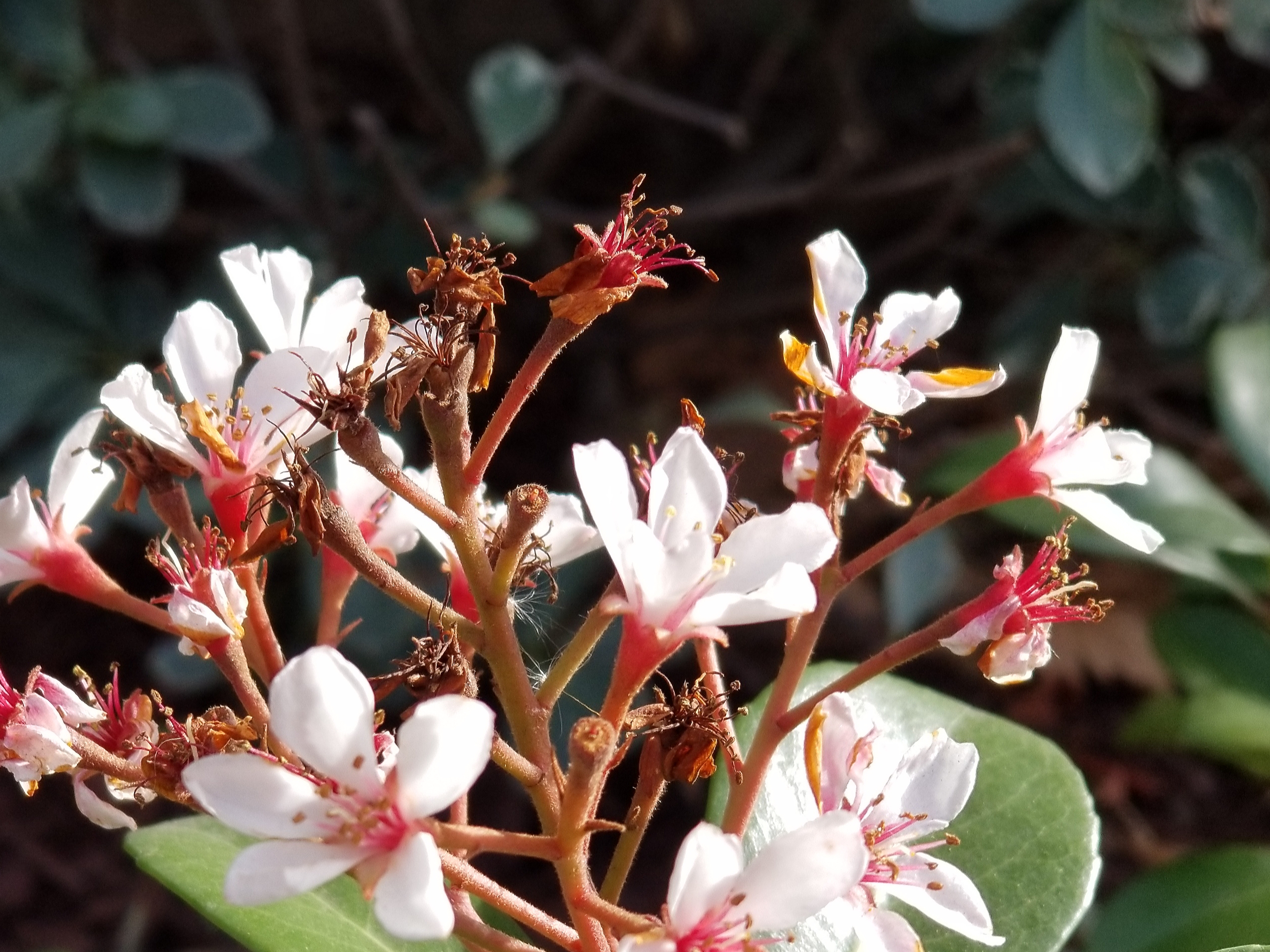 Flower of the day: January 26, 2121. Flower shrubs – sing like wildflowers