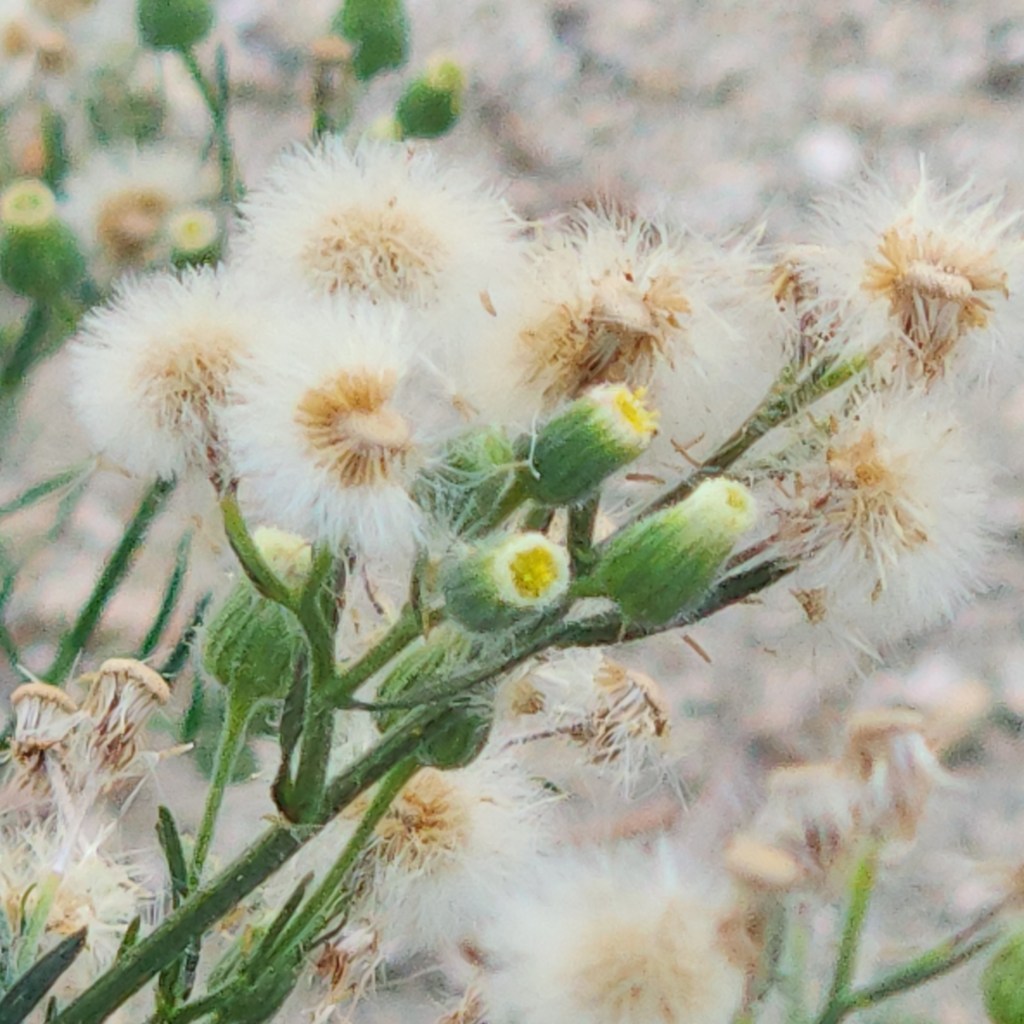 Emily Dickinson poem “Autumn” – sing like wildflowers