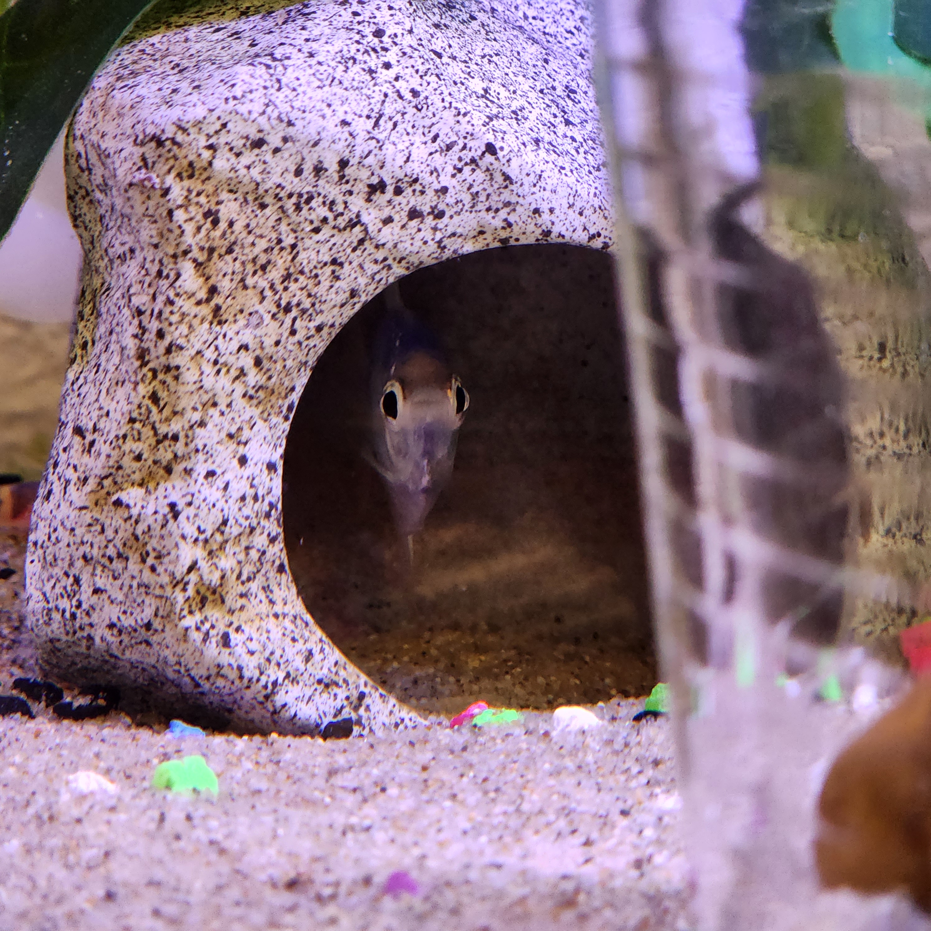 Six Word Saturday: “Our fish tank’s staring contest champion” – sing ...