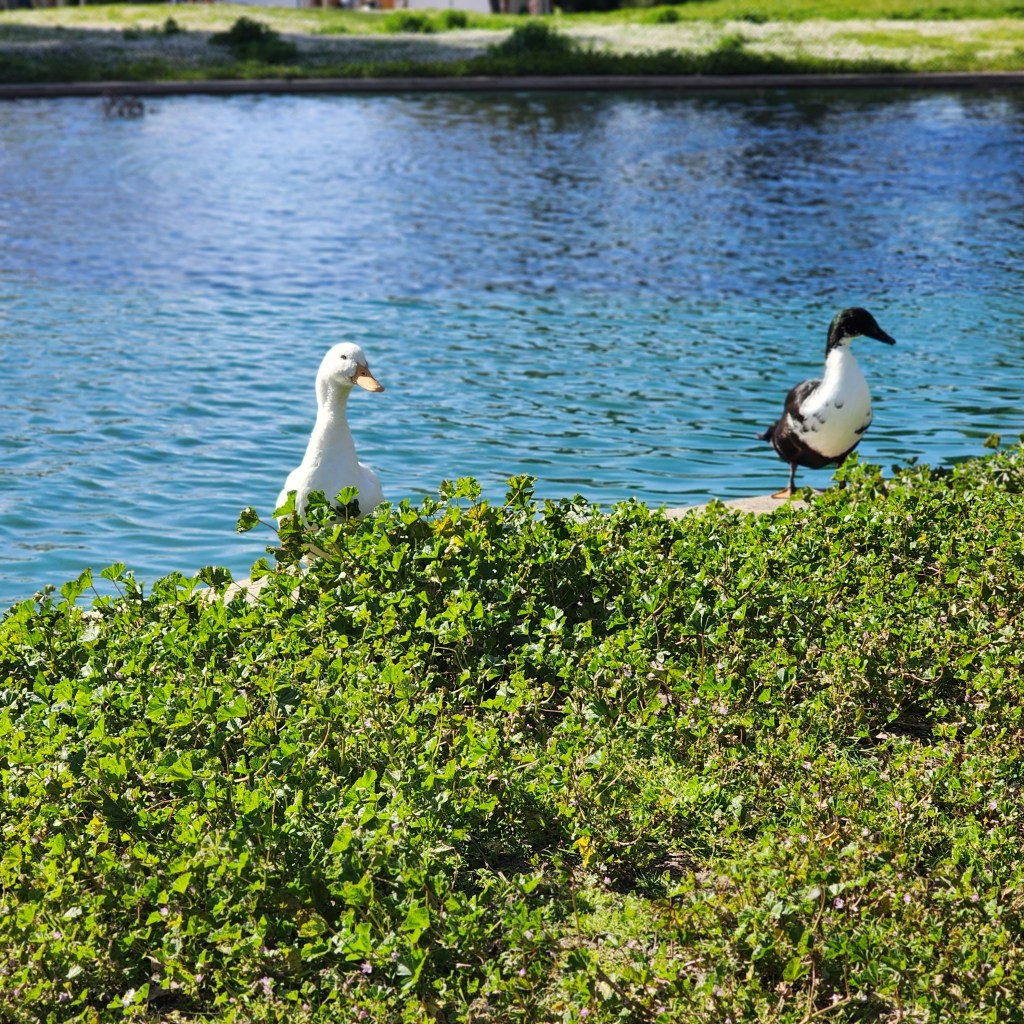 Playful ducks play hide and seek at the pond – sing like wildflowers