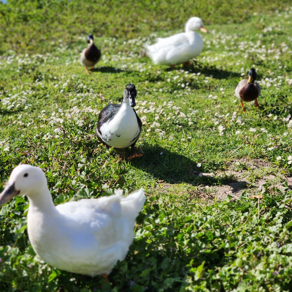 Playful ducks play hide and seek at the pond – sing like wildflowers