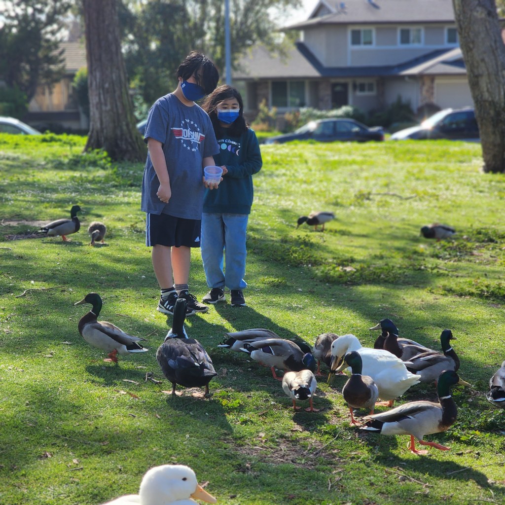 Playful ducks play hide and seek at the pond – sing like wildflowers