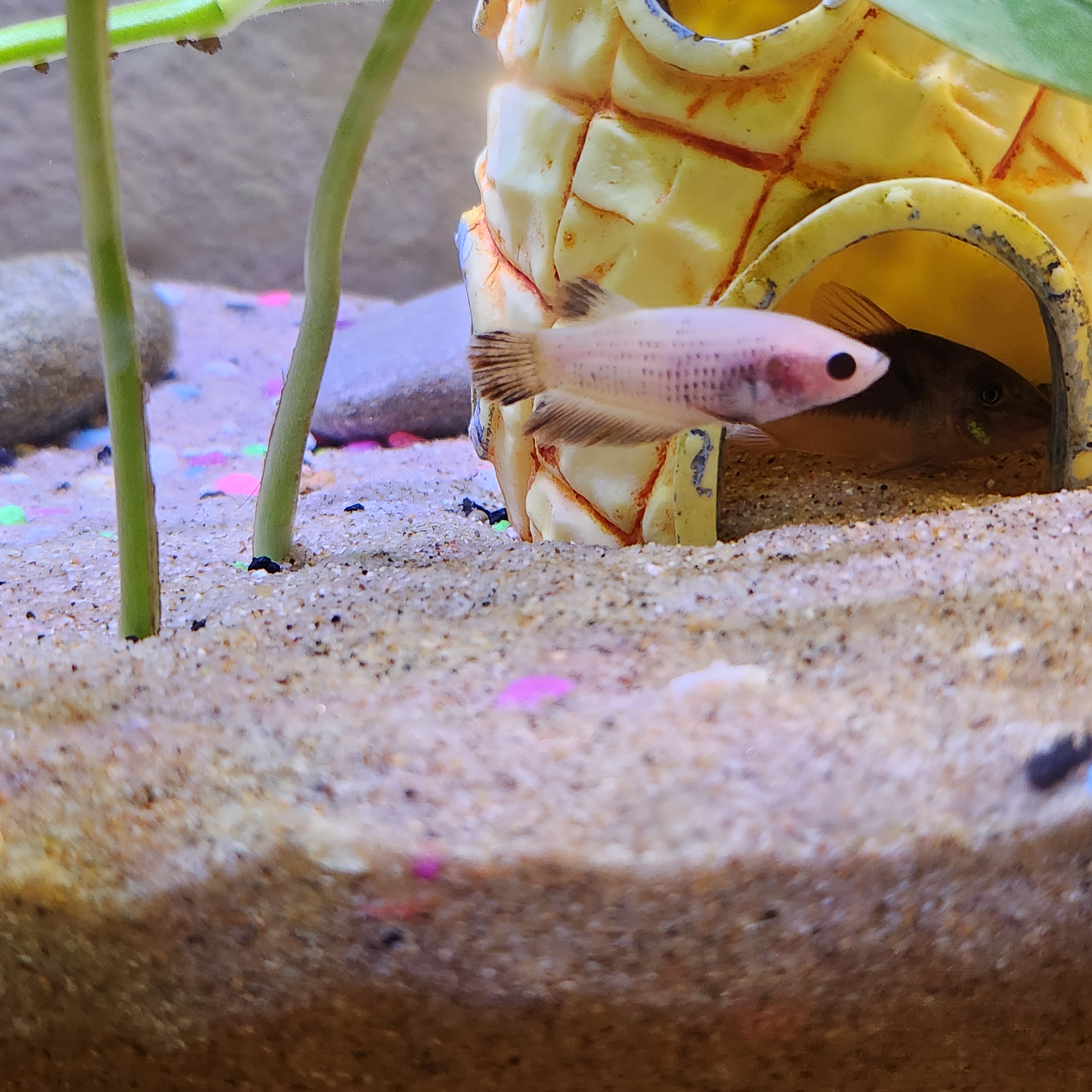 Betta color transformation – sing like wildflowers