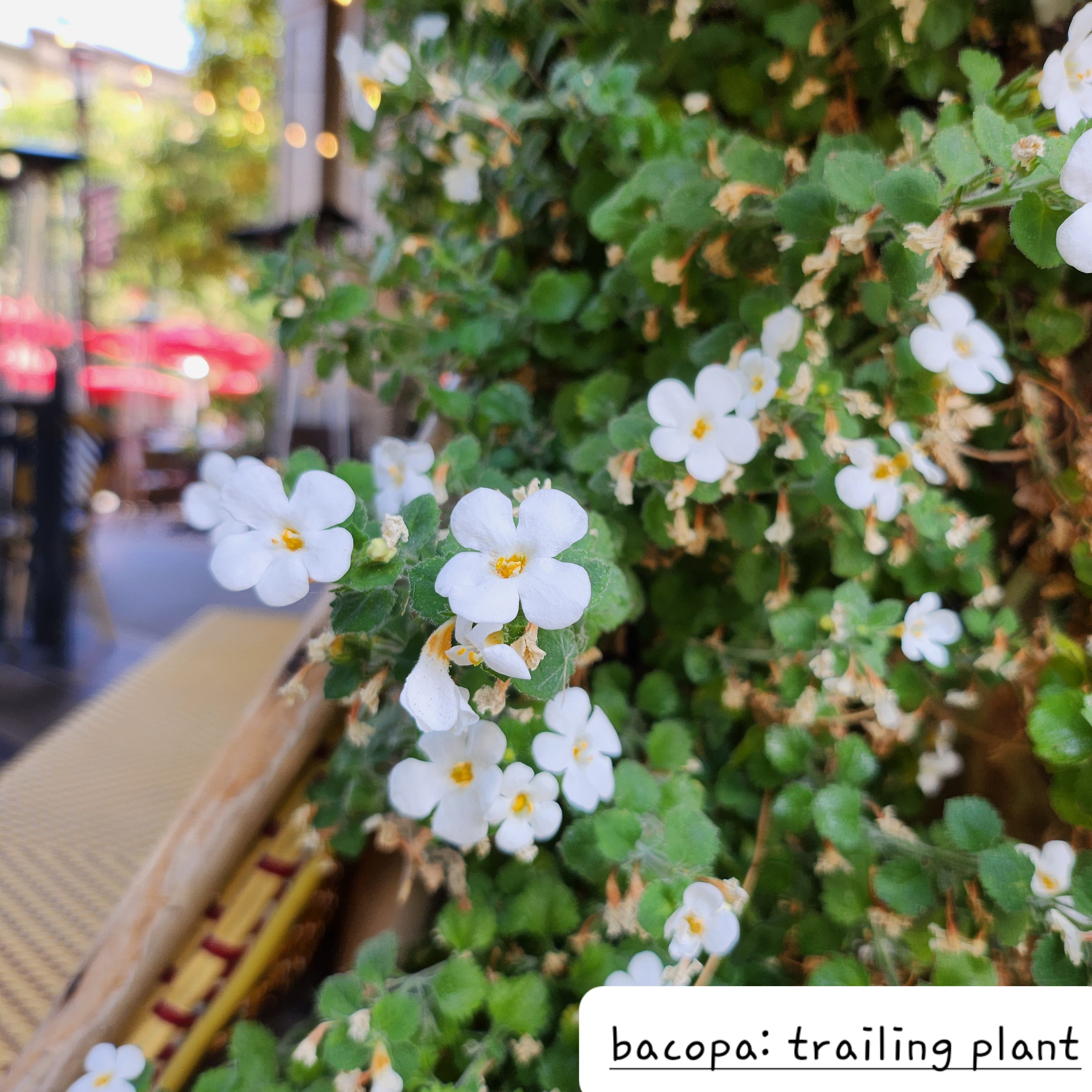 Fotd: 6-9-’23. Bacopa monnieri, trailing vine – sing like wildflowers