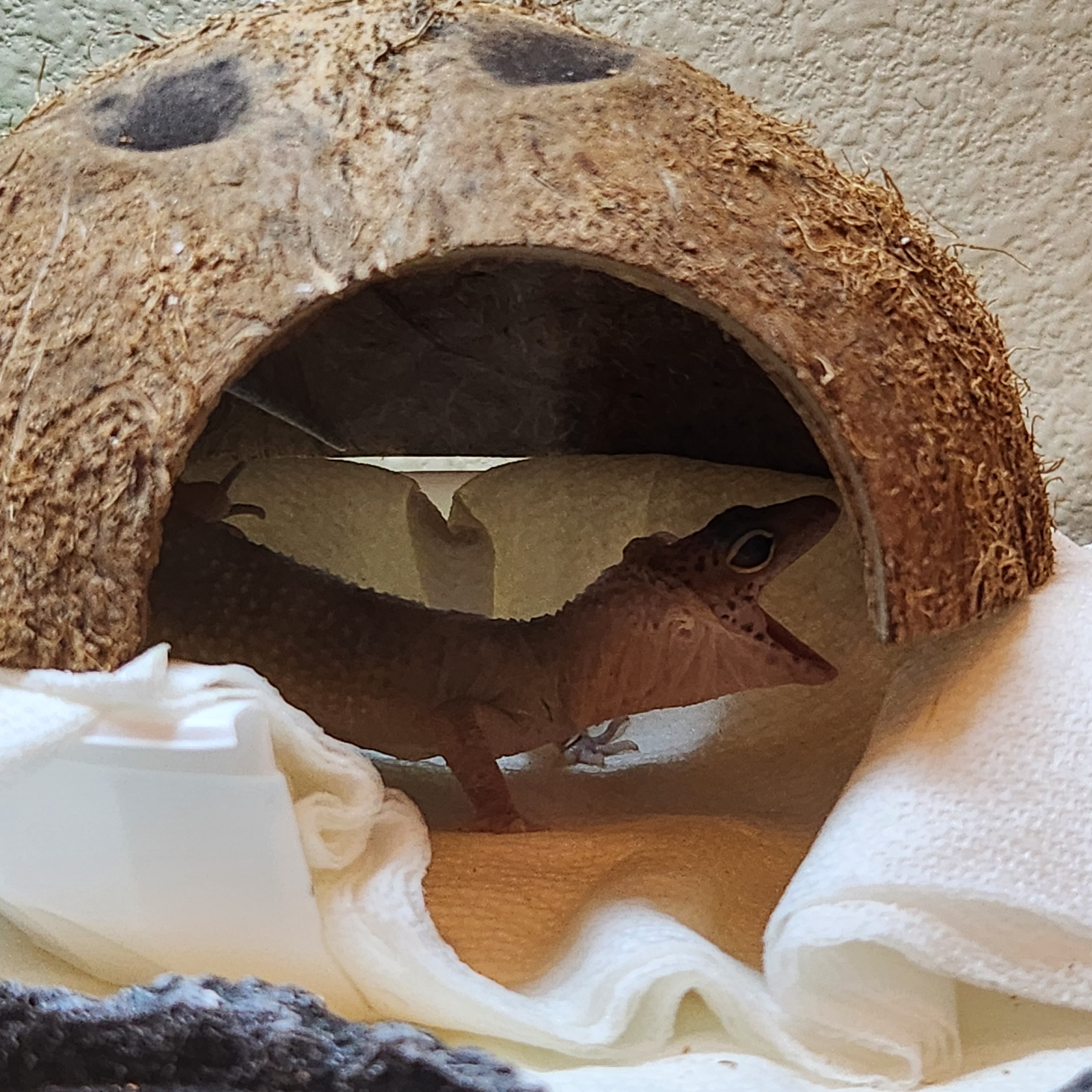 Gecko’s new name! – sing like wildflowers