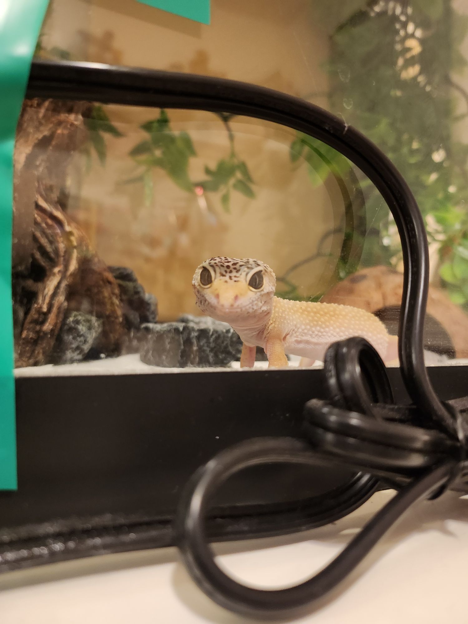 Silent Sunday: 2-25-’24. Curious gecko – sing like wildflowers