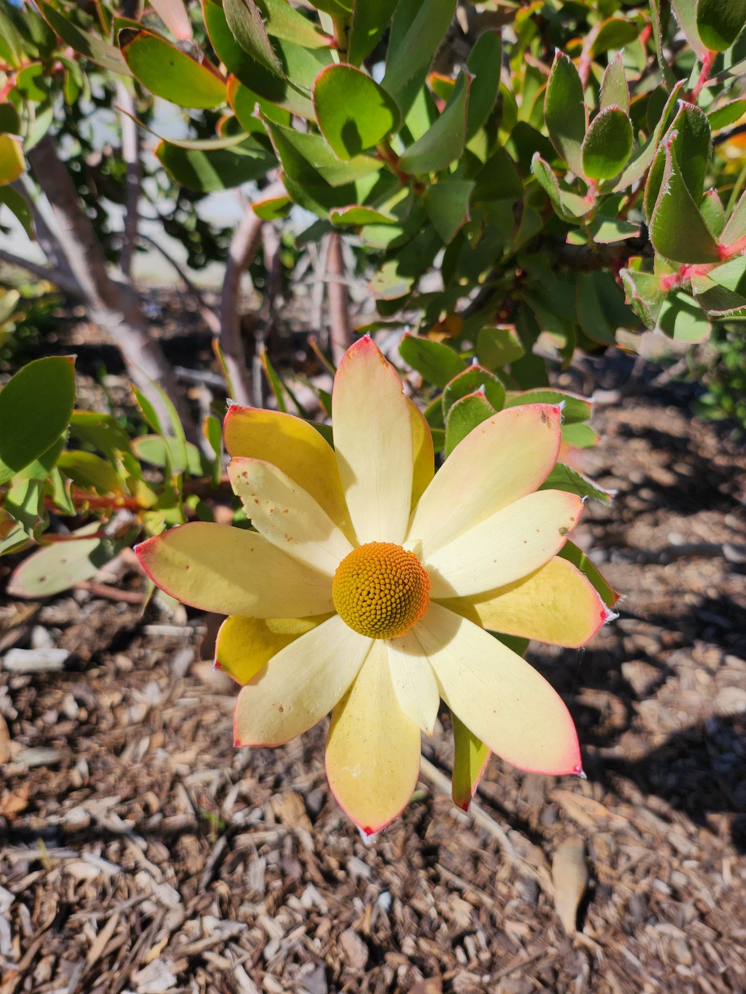 Fotd: 3-1-’24. Cone bush, Leucadendron – sing like wildflowers