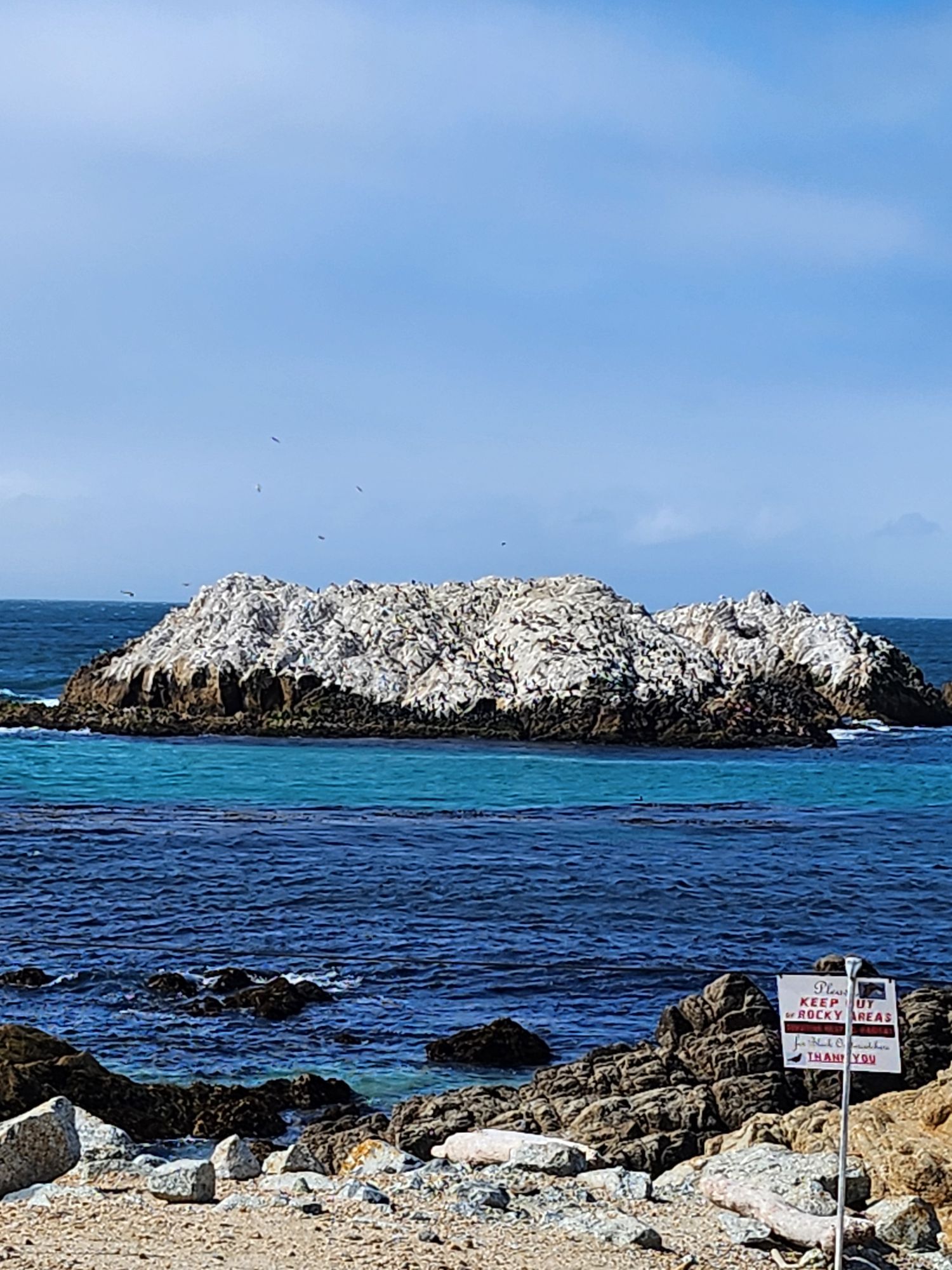 Silent Sunday: 3-3-’24. Bird Rock on Pebble Beach. Yep, a popular stop ...