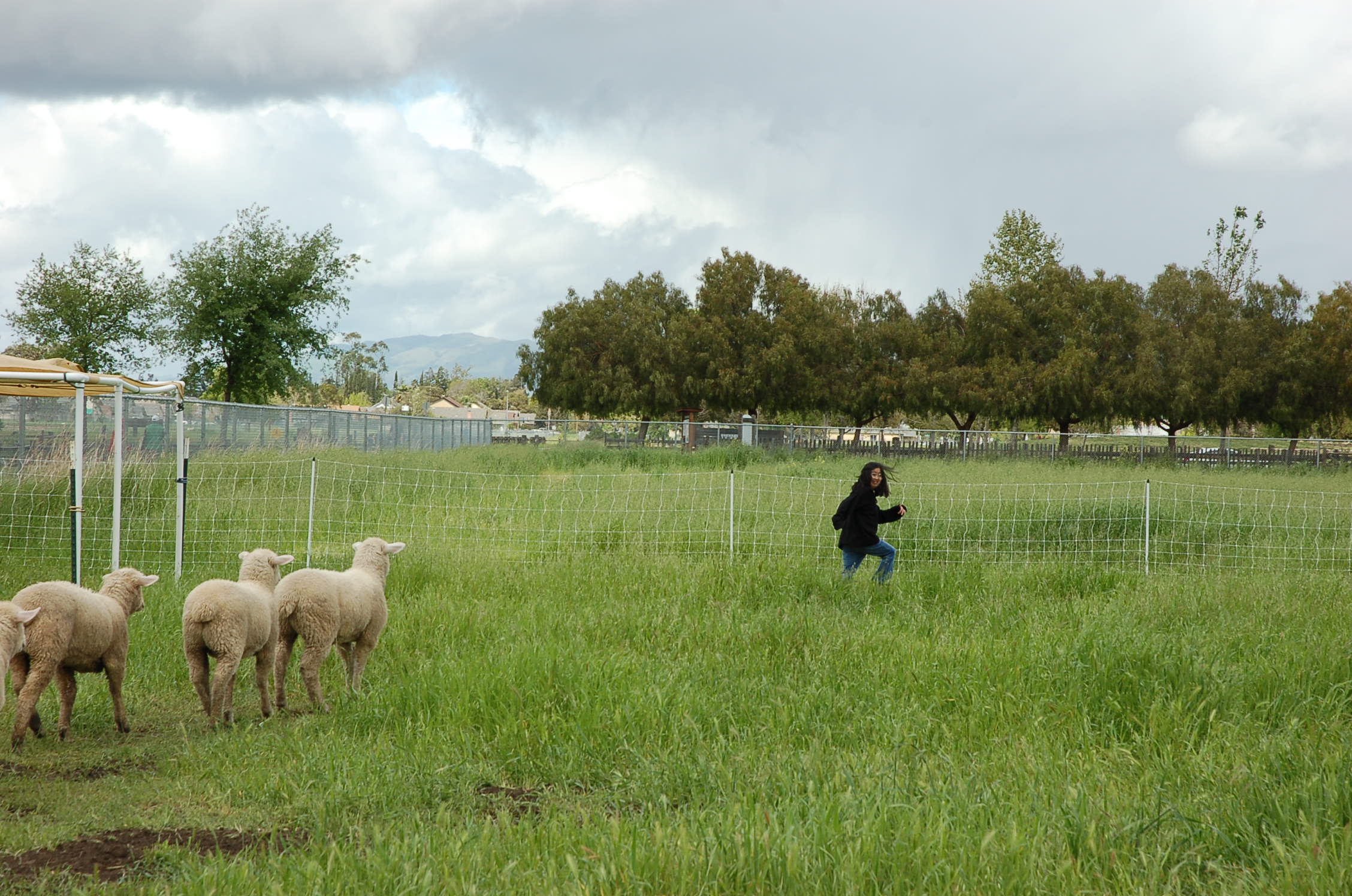 Pasture lambs project with 15 cute lambs – sing like wildflowers