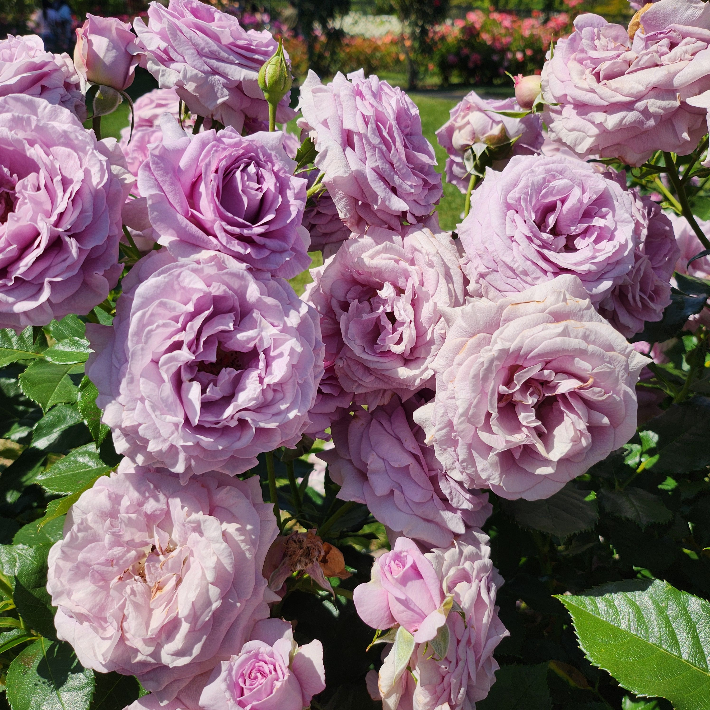 Friday roses to brighten the day – sing like wildflowers