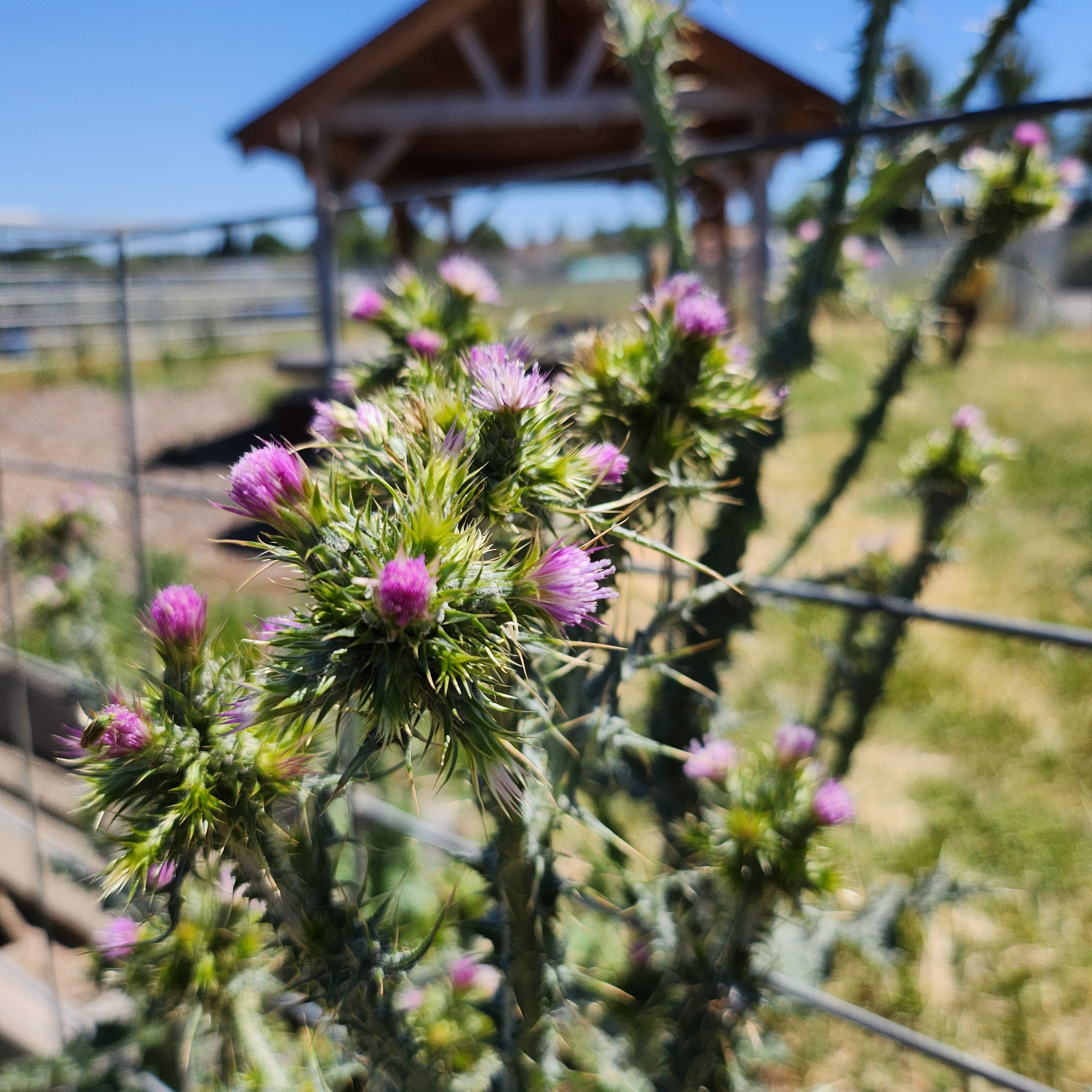Slenderflower Thistle at the farm – sing like wildflowers
