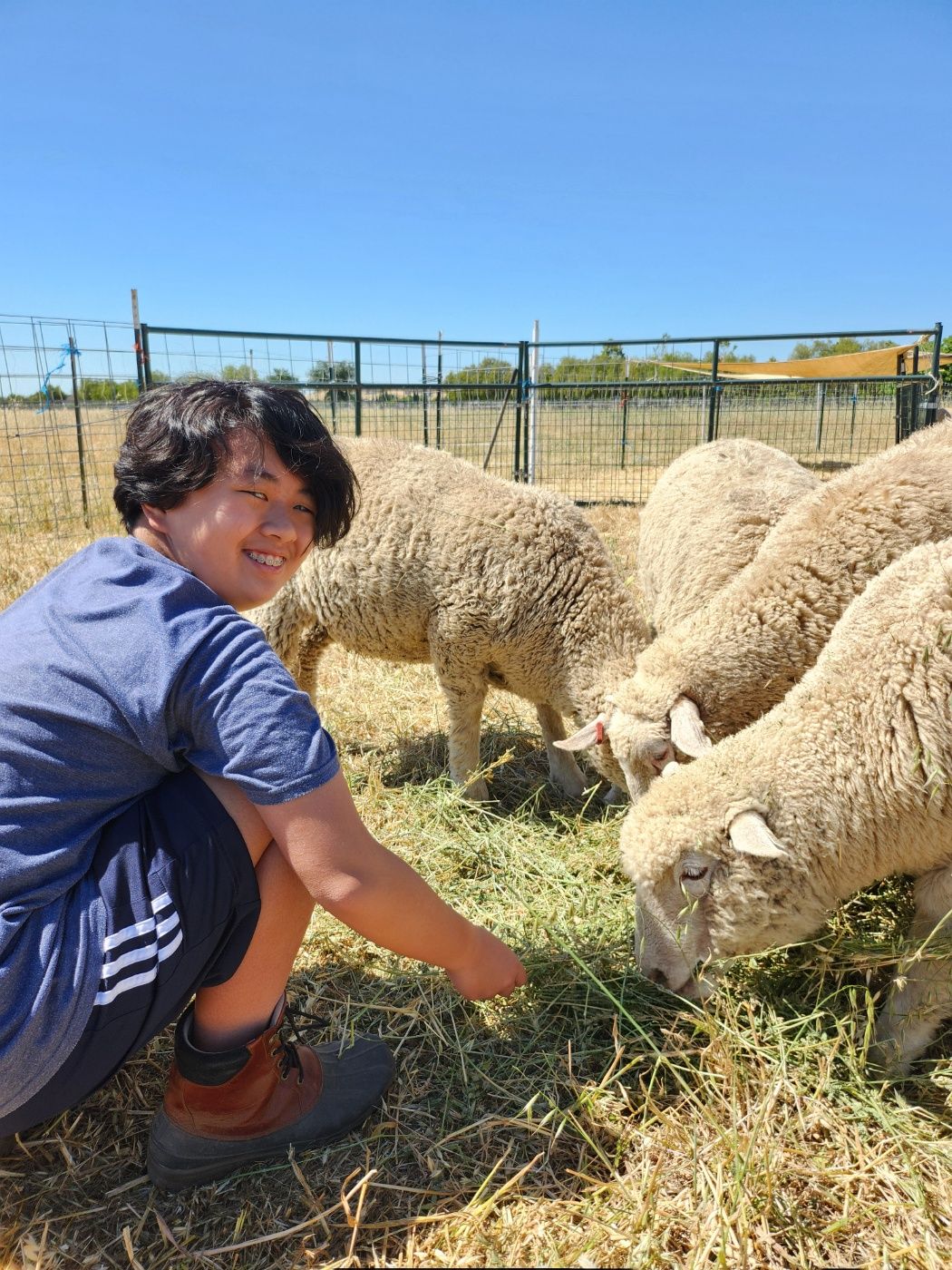 Finally, we pet the lambs today! – sing like wildflowers