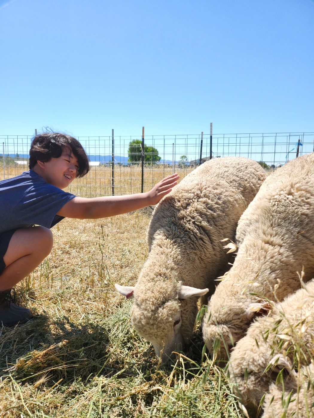 Finally, we pet the lambs today! – sing like wildflowers