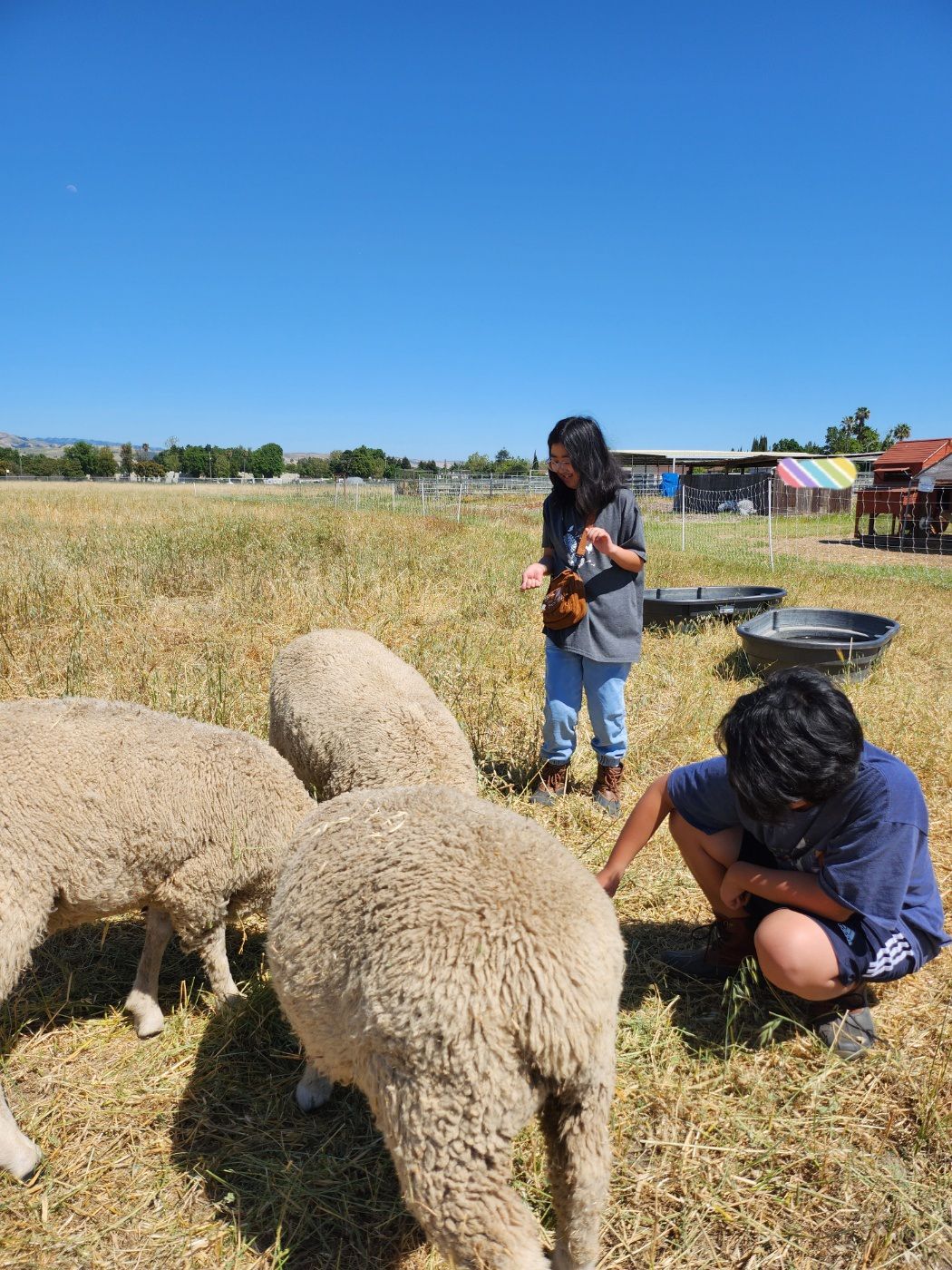 Finally, we pet the lambs today! – sing like wildflowers