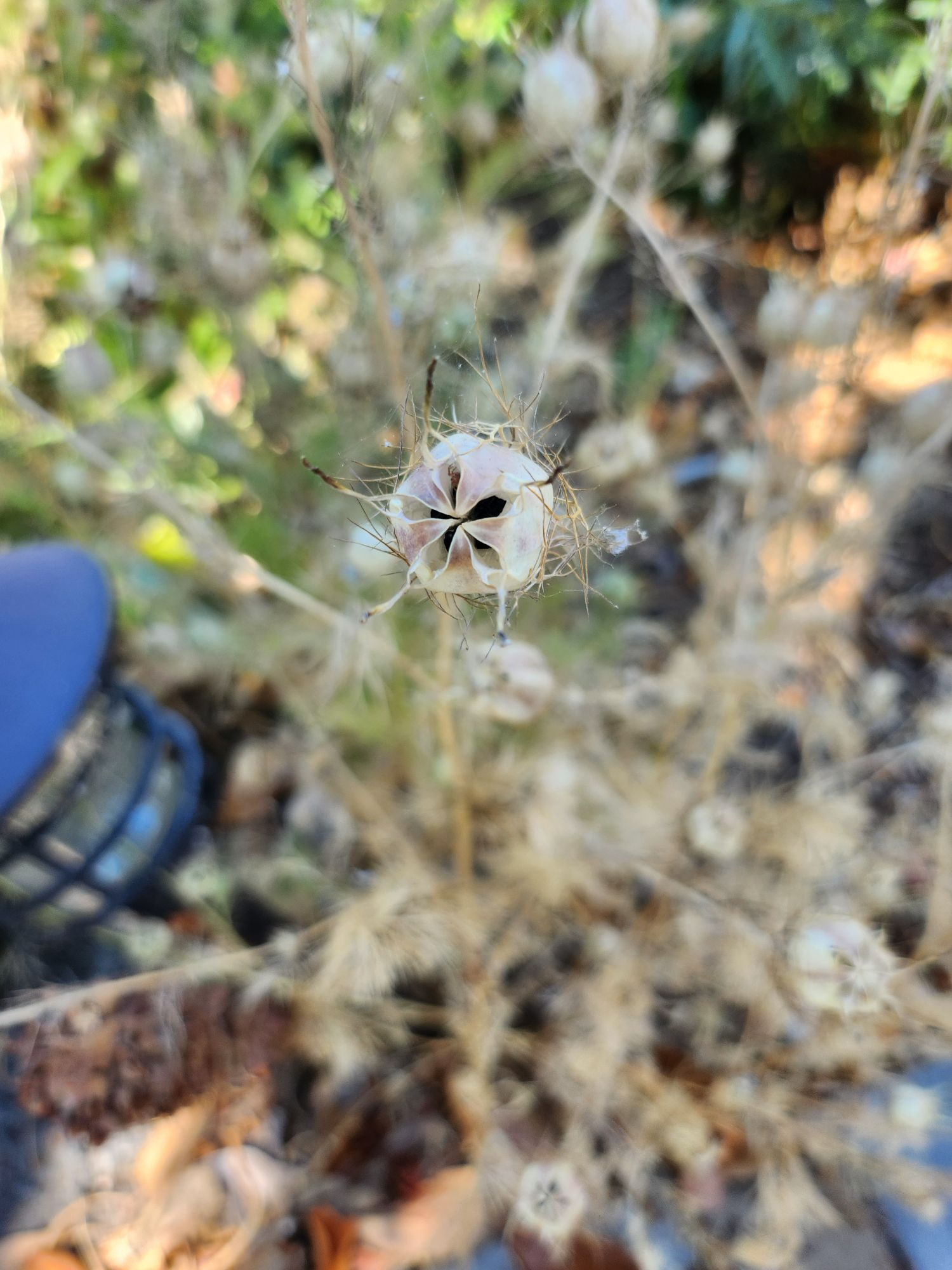 Fotd: July 2, ’24. Seed pods – sing like wildflowers