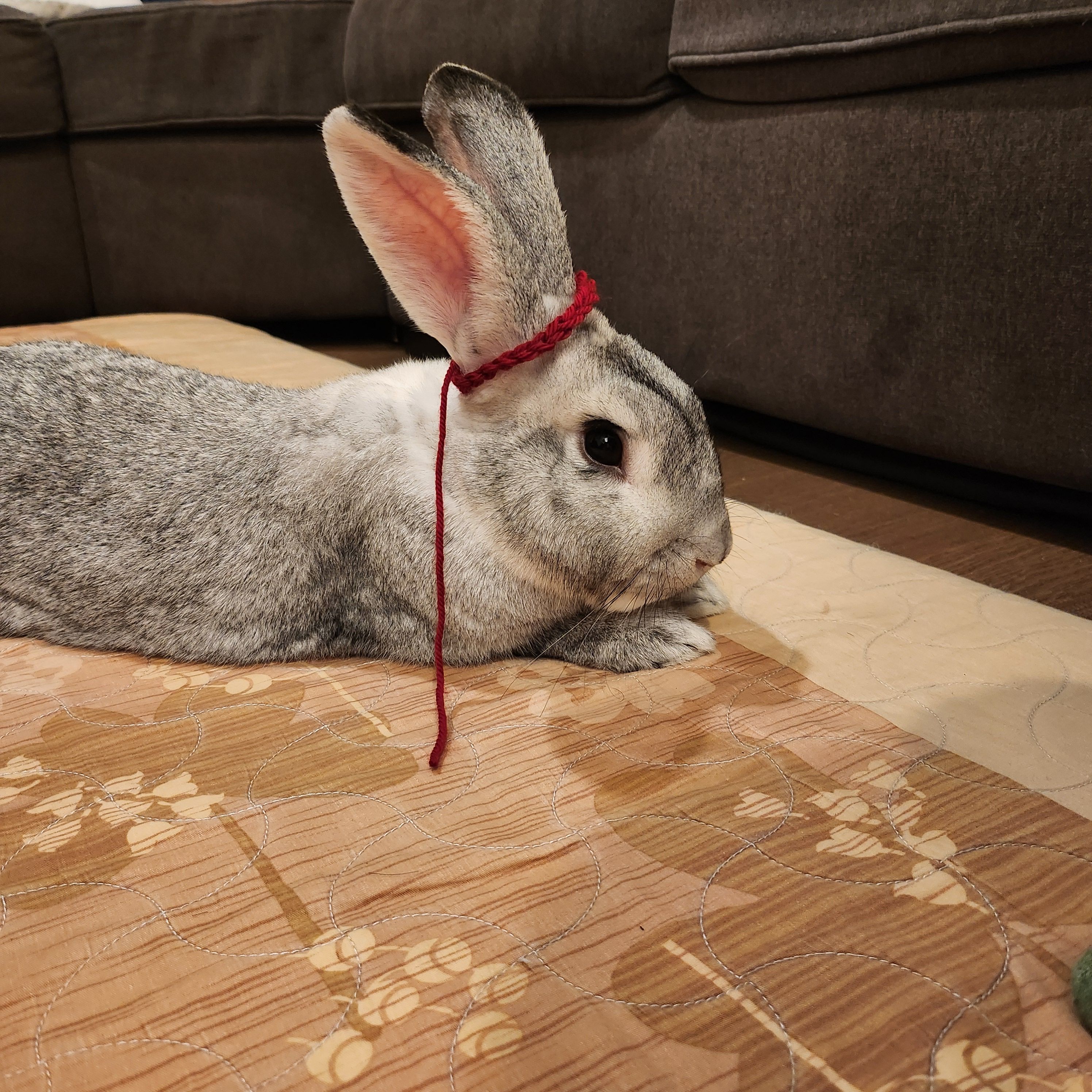 Diamond, the fancy rabbit – sing like wildflowers