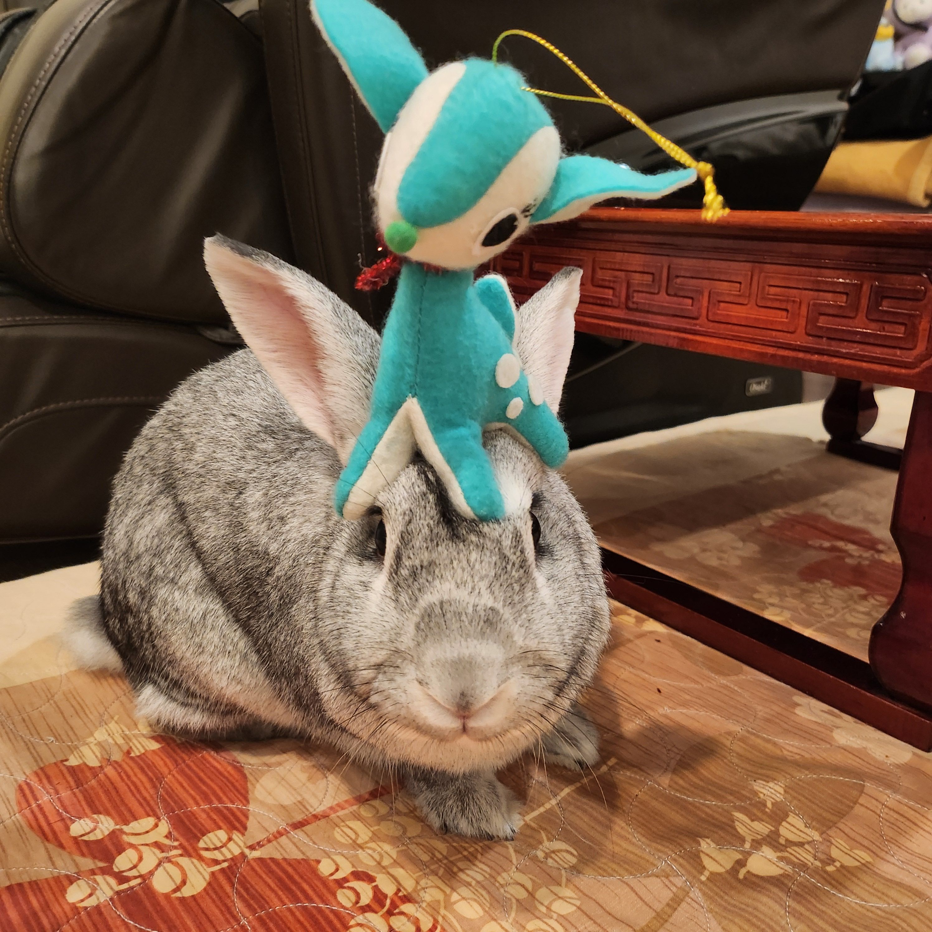 Diamond, the fancy rabbit – sing like wildflowers