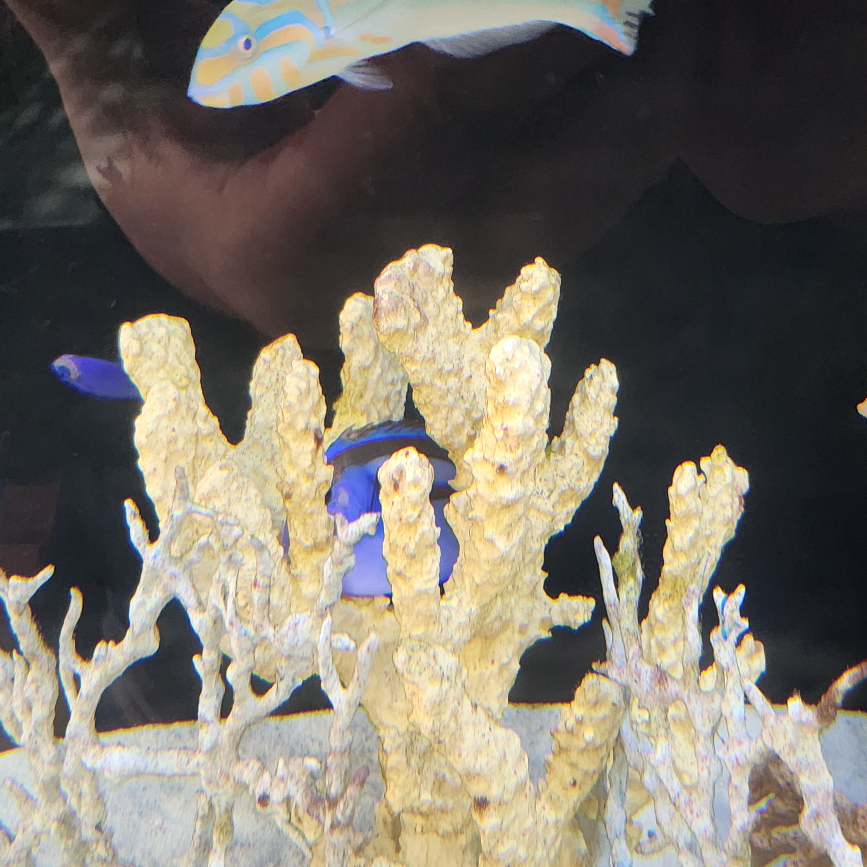 A very laid-back fish – sing like wildflowers