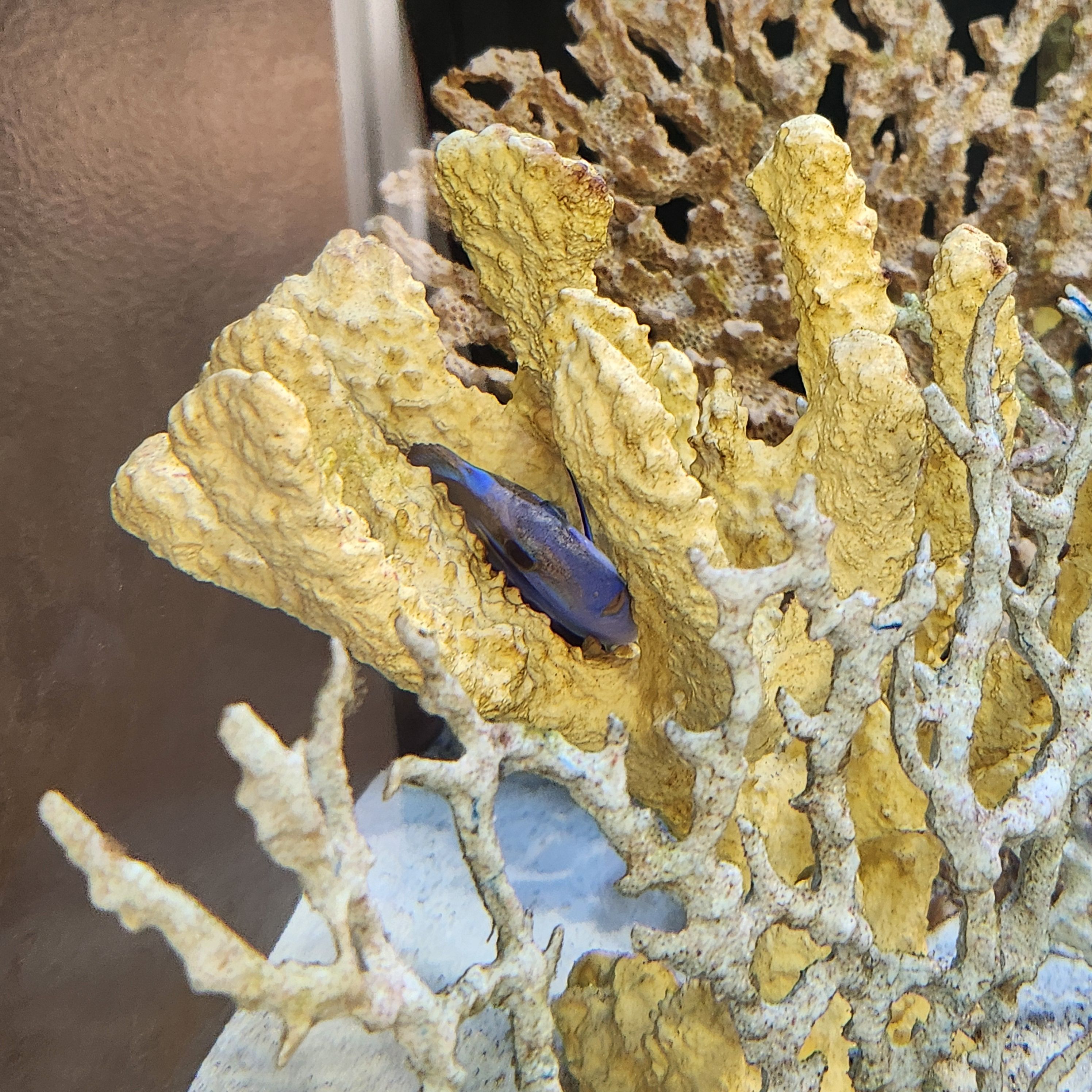 A very laid-back fish – sing like wildflowers