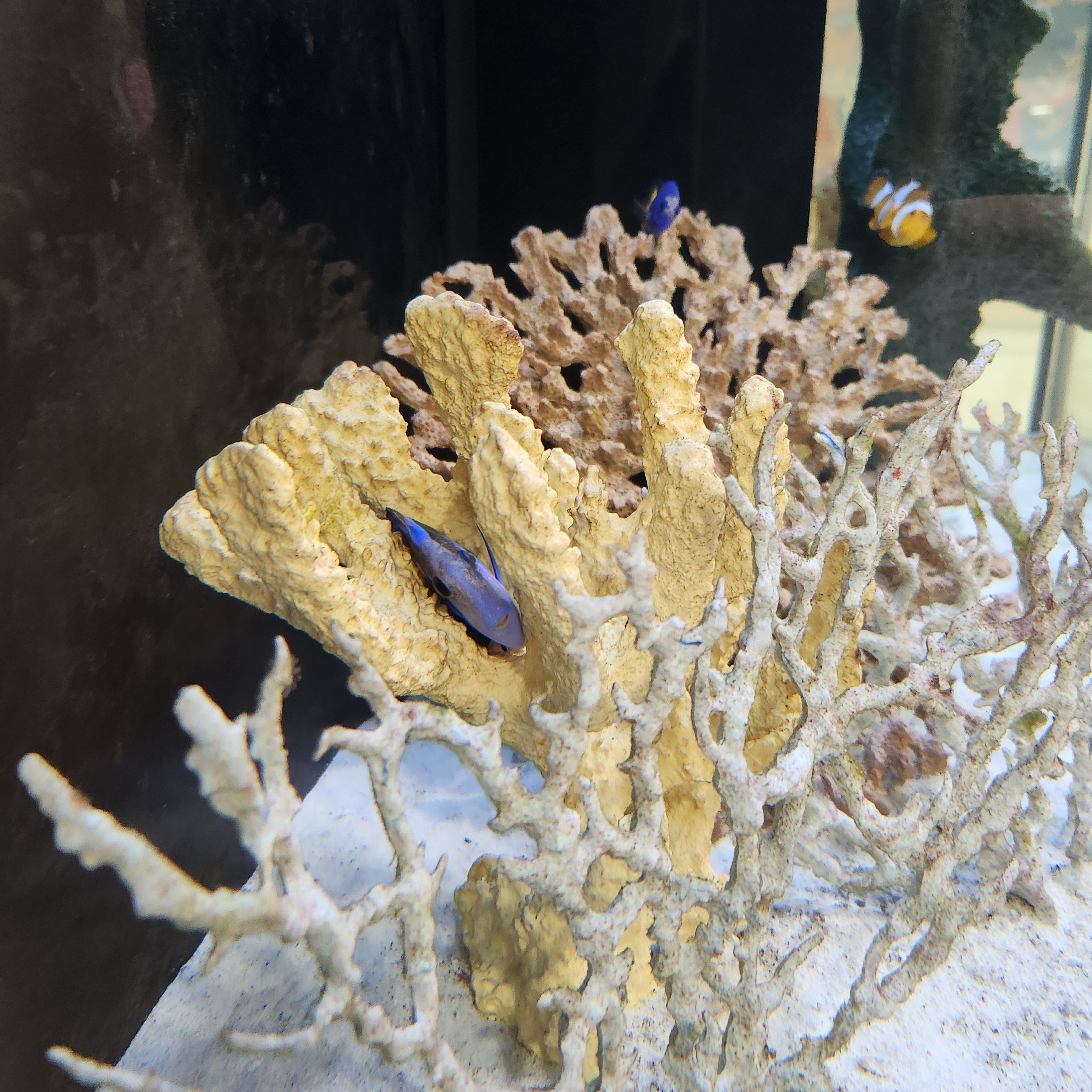 A very laid-back fish – sing like wildflowers