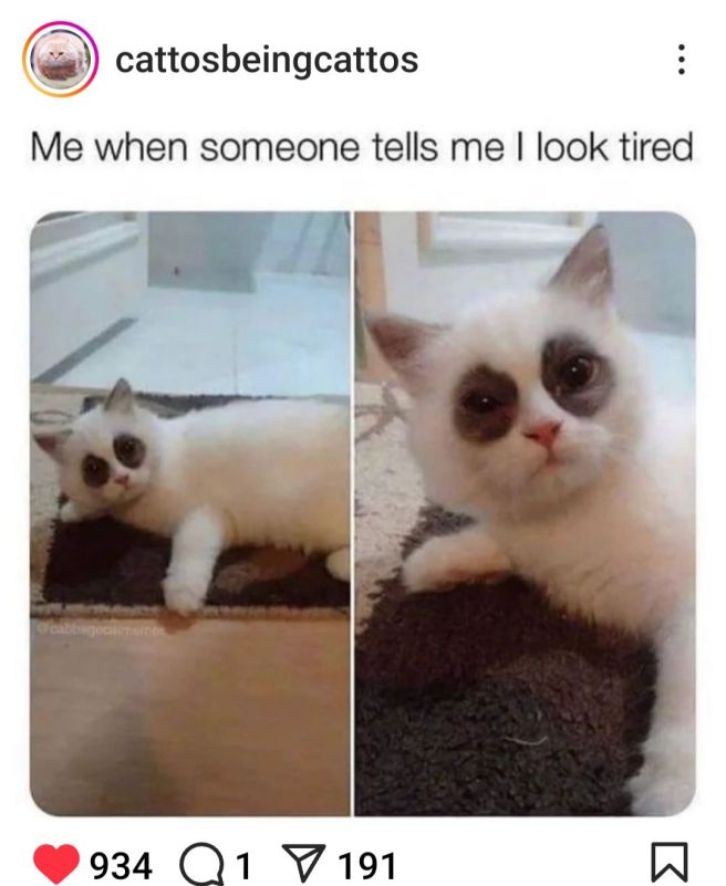 These Insta cats are me – sing like wildflowers
