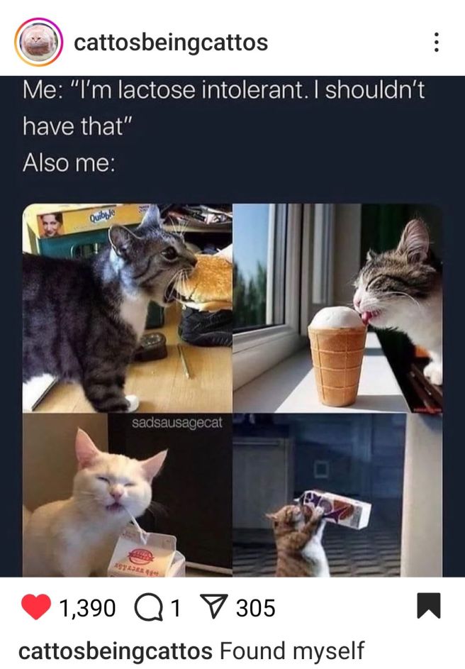 These Insta cats are me – sing like wildflowers