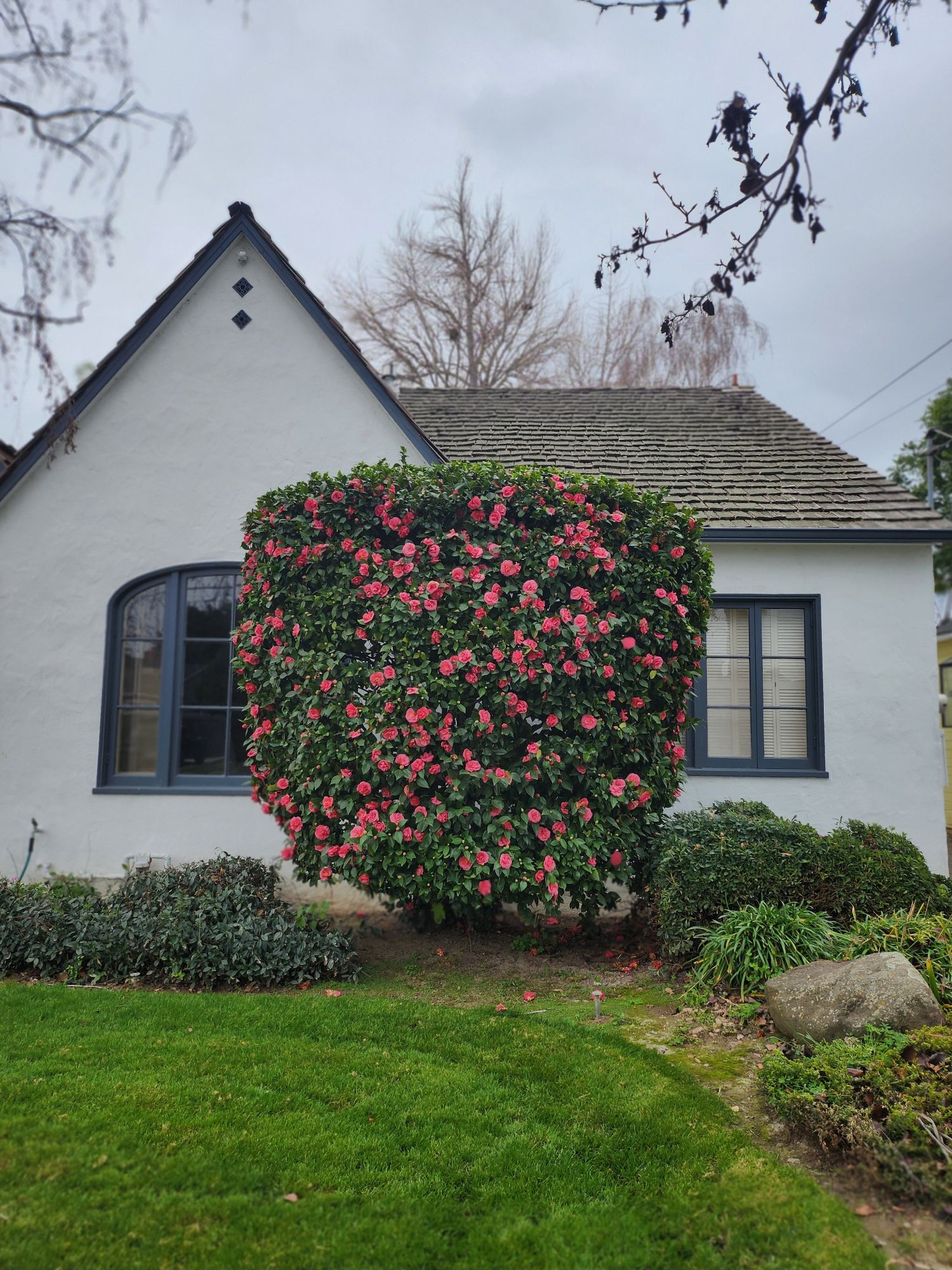 FOTD: 2-3-25. A very flowery view – sing like wildflowers