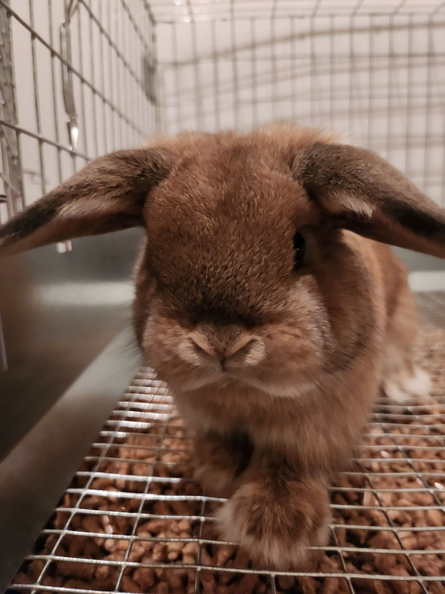 Introducing our new fuzzball rabbit – sing like wildflowers