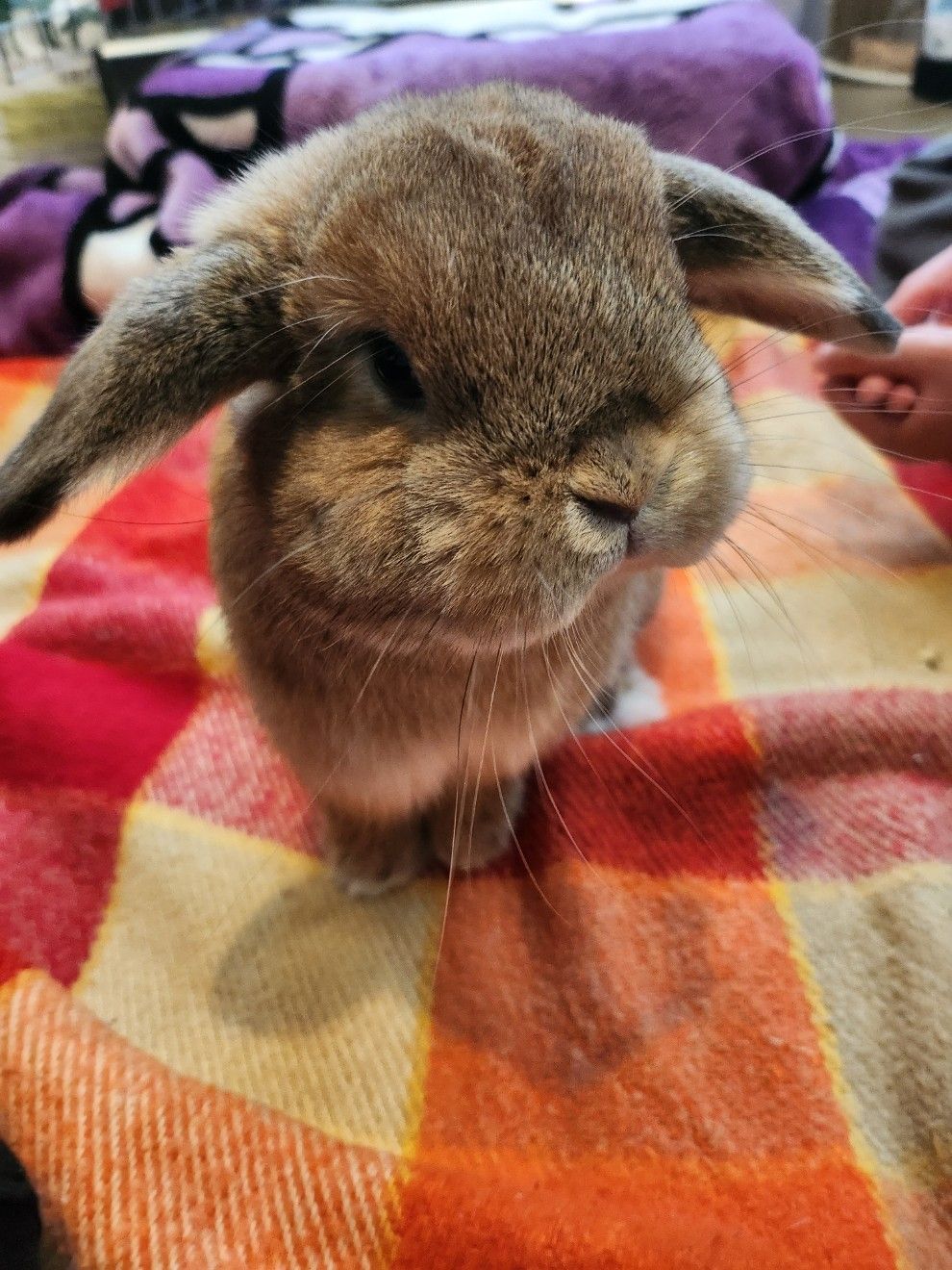 Teddy feels prim and proper today & thank you for tips on pic resizing ...